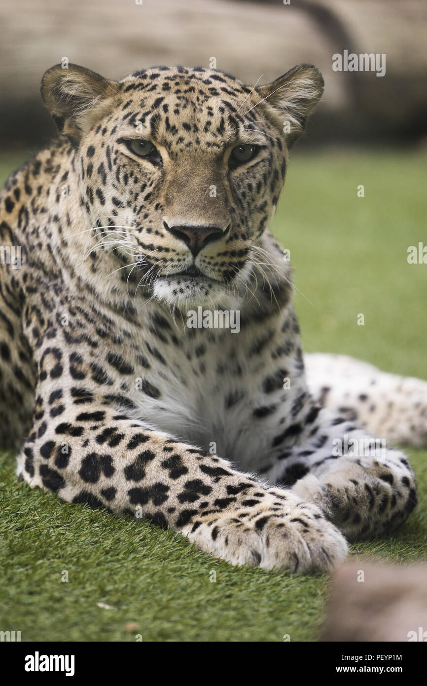The Madrid Zoo Aquarium Featuring: leopard Where: Madrid, Spain When ...