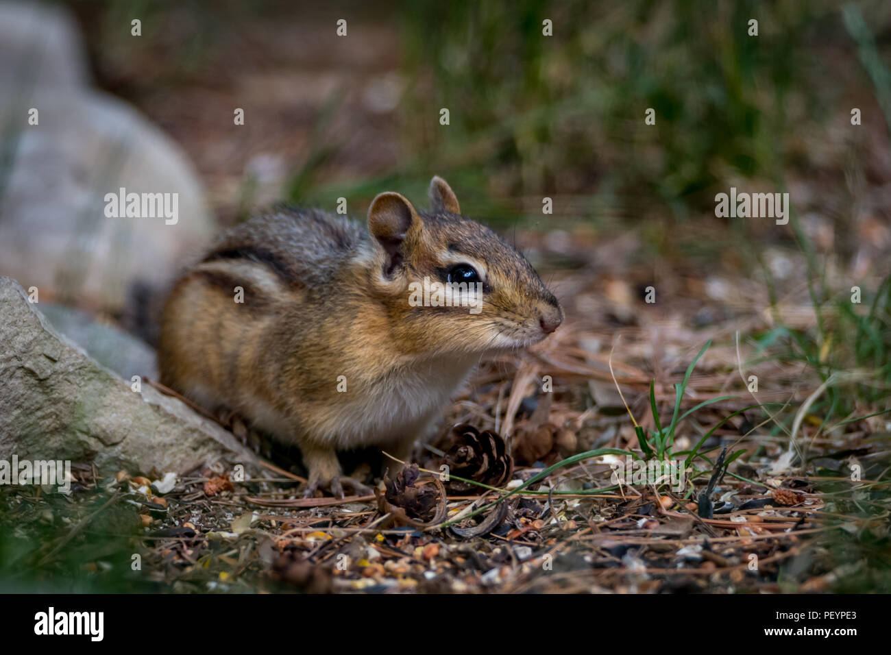 Closeup portrait of an Eastern Chipmunk (Tamias striatus) standing on ...
