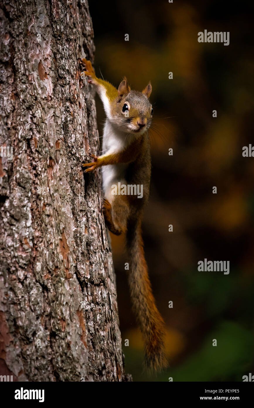 American red squirrel (Tamiasciurus hudsonicus) hanging on side of a ...