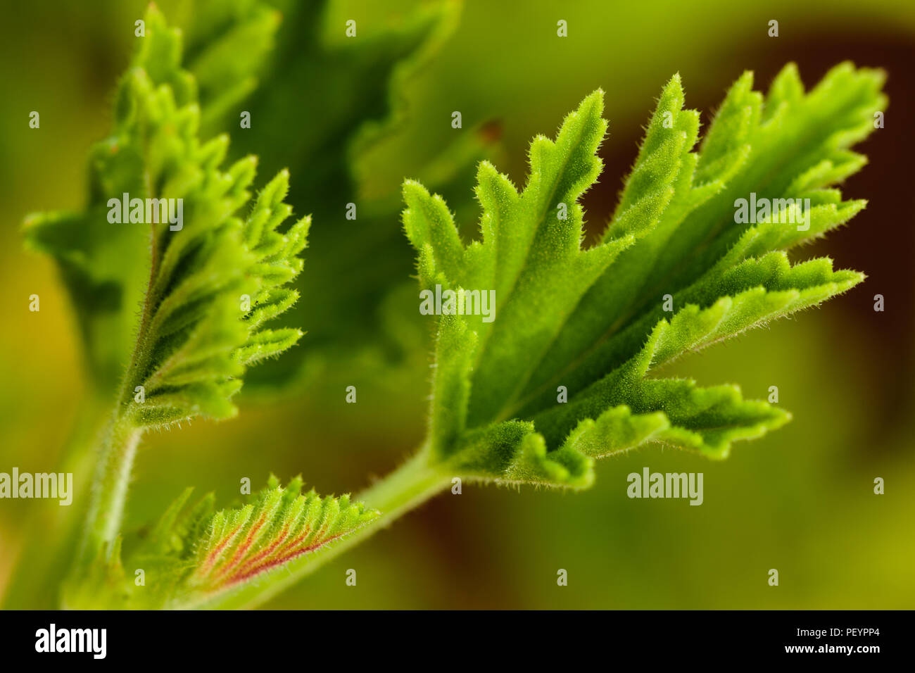 Geranium leaves hi-res stock photography and images - Alamy