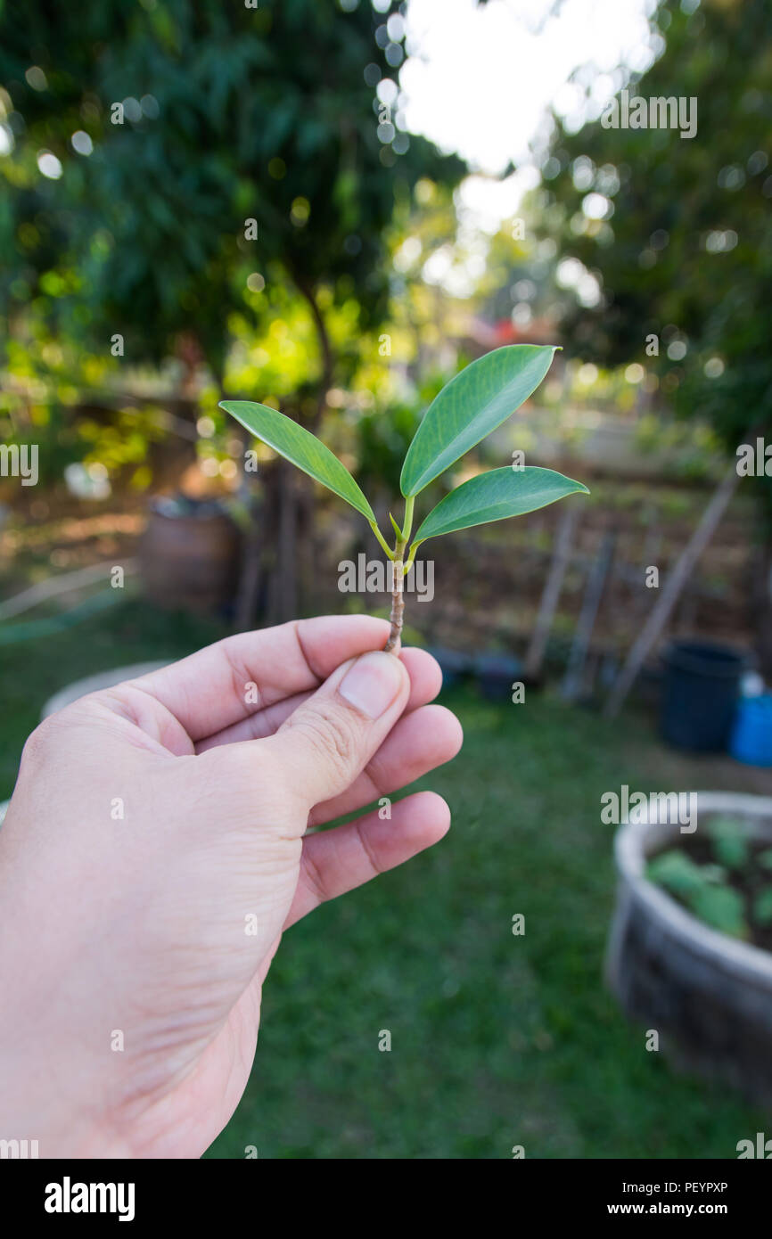 Hands holding sprout hi-res stock photography and images - Alamy