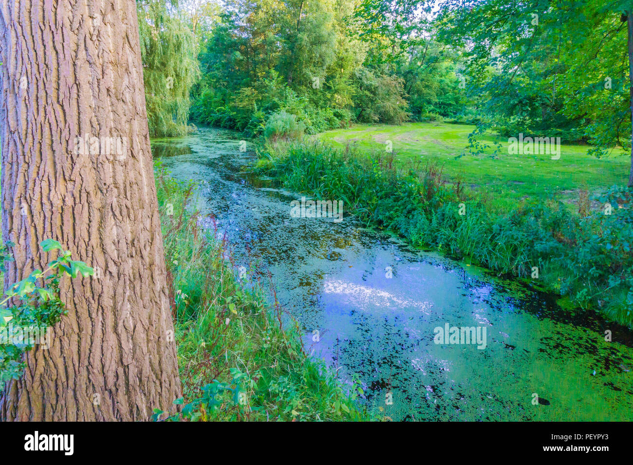 behind a tree looking on the river great for background Stock Photo - Alamy