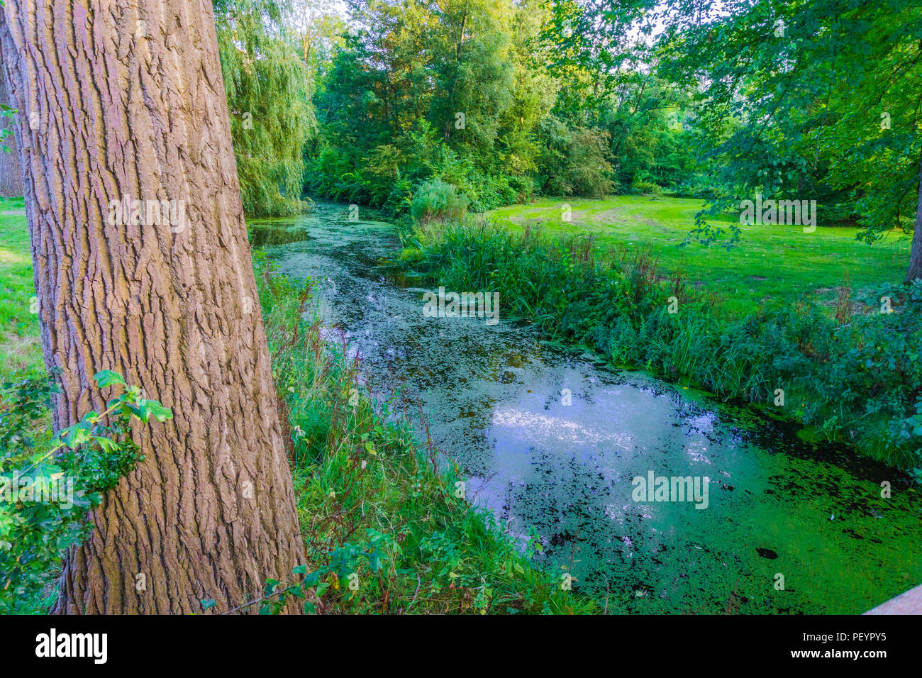 forest landscape background a tree with big river Stock Photo - Alamy