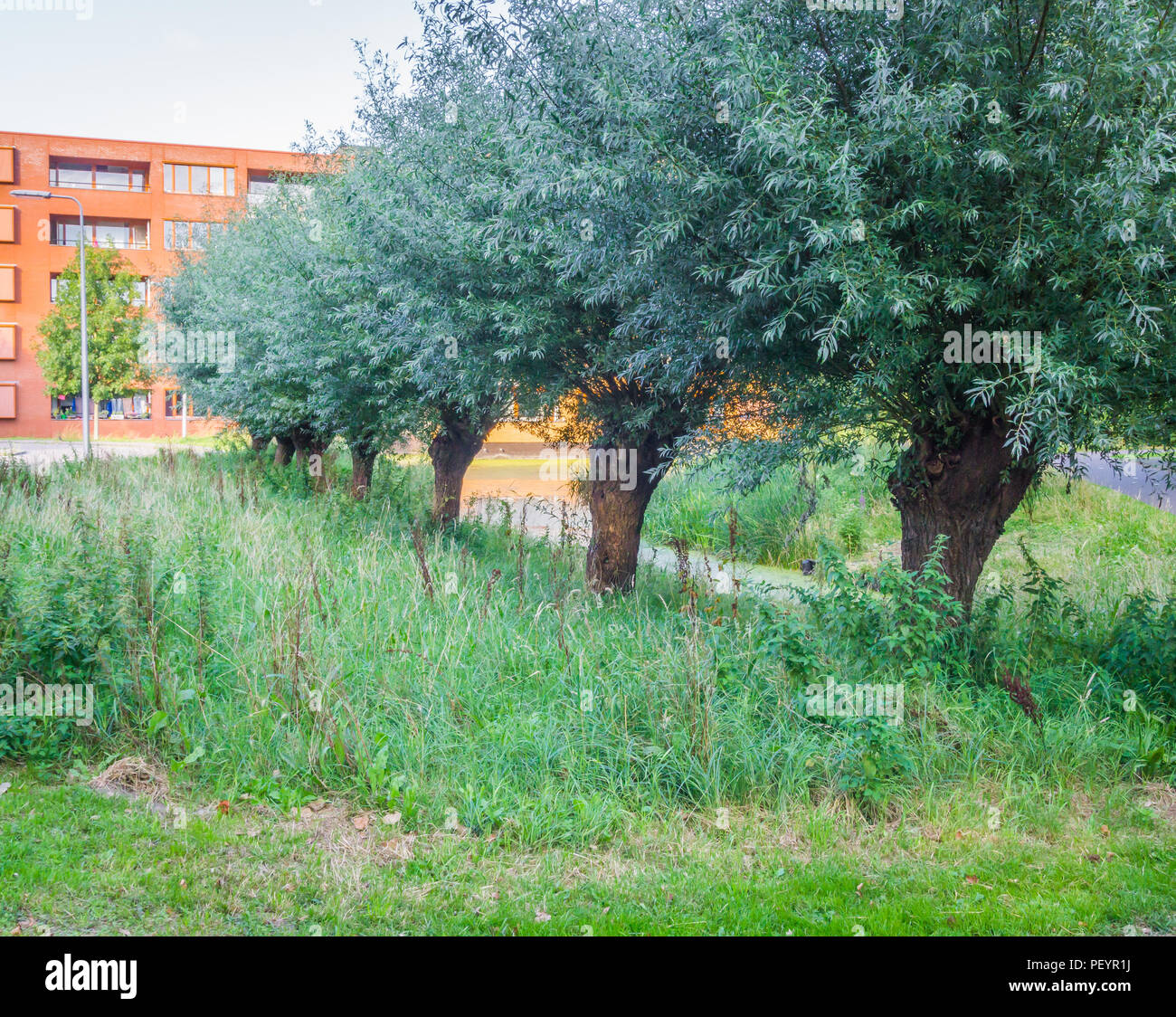 line of trees with a small river Stock Photo - Alamy