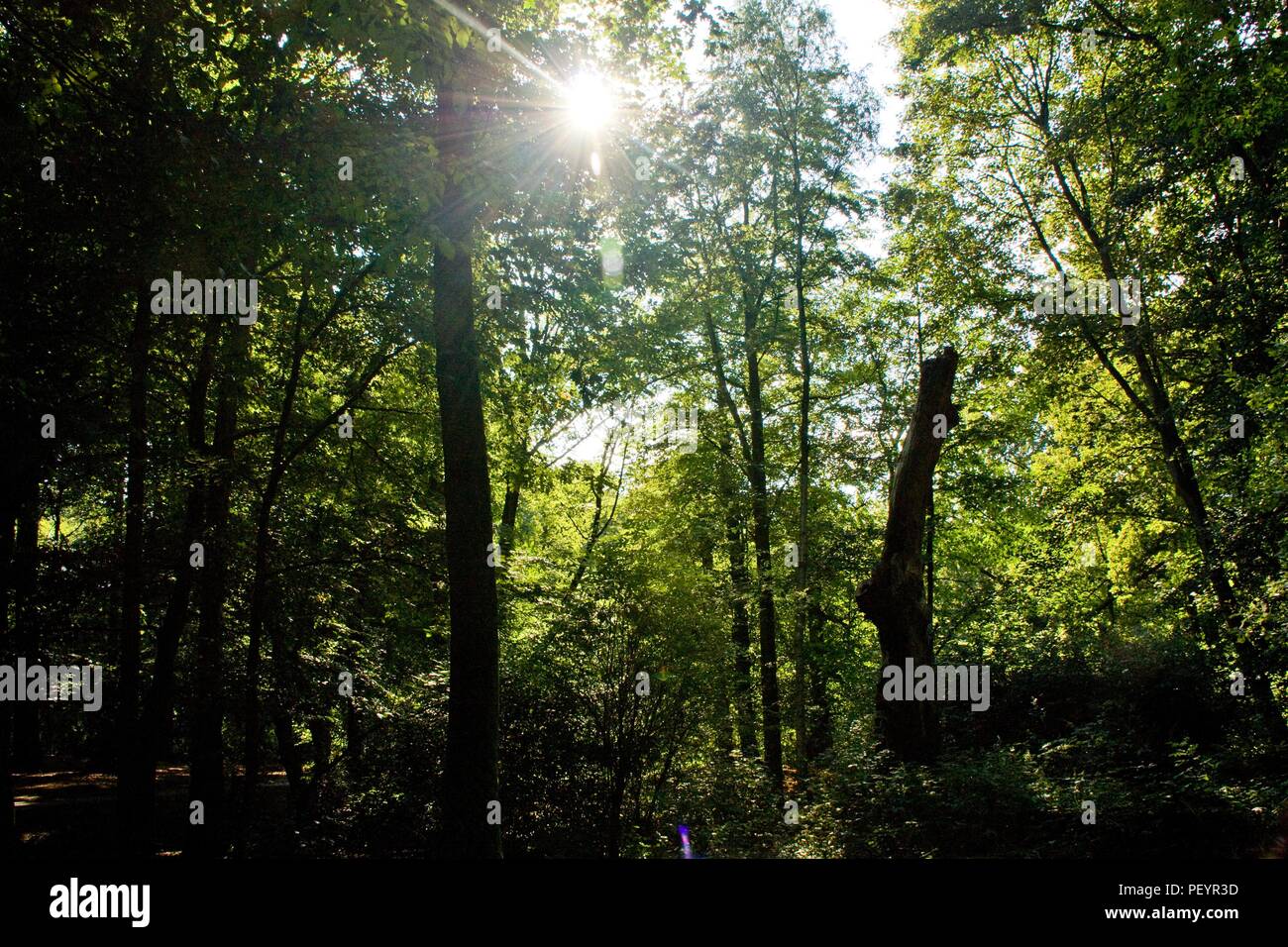 Sun through the leaves Stock Photo - Alamy