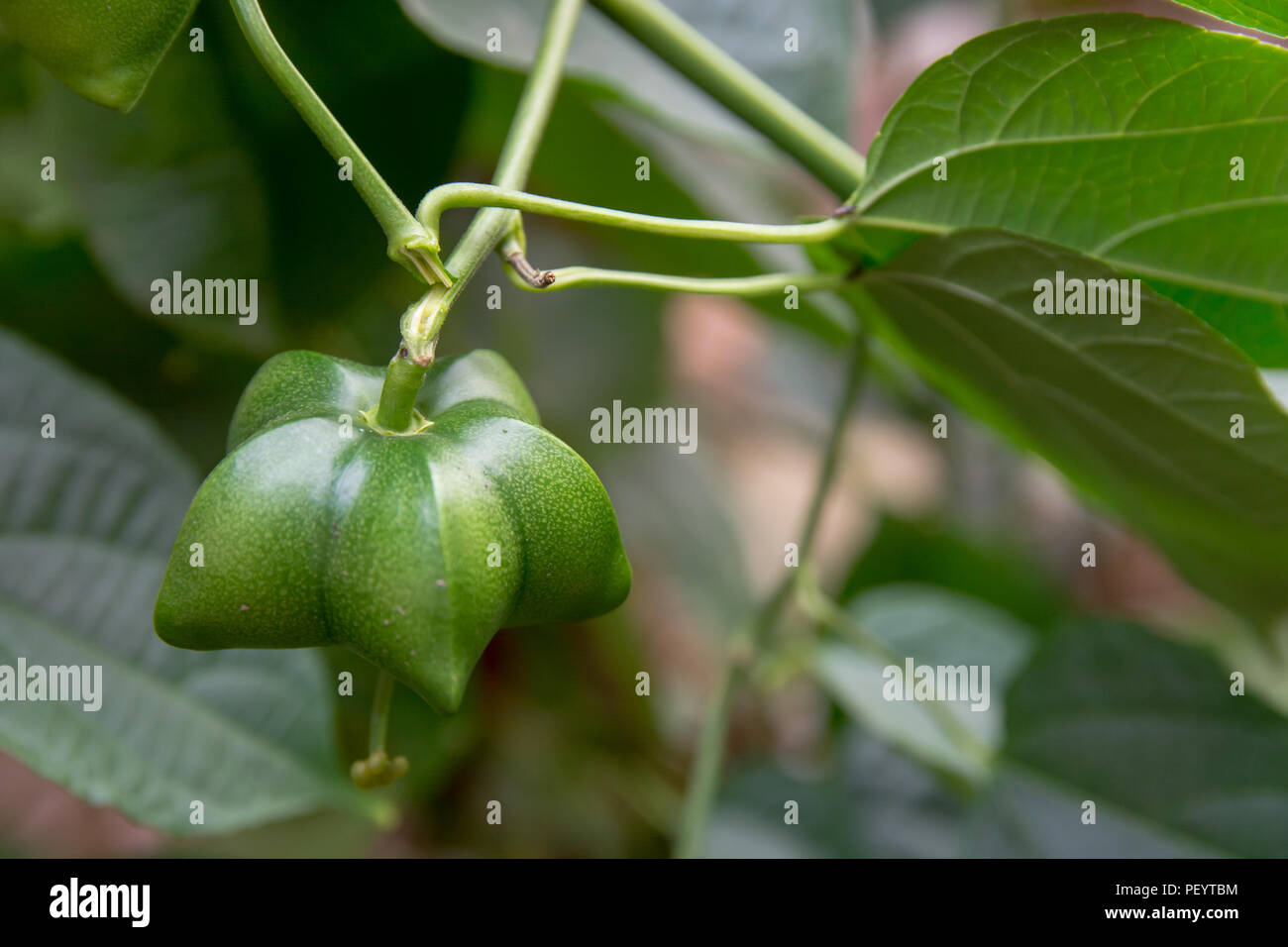 unripe green sacha inchi hanging from a sacha inchi tree Stock Photo ...