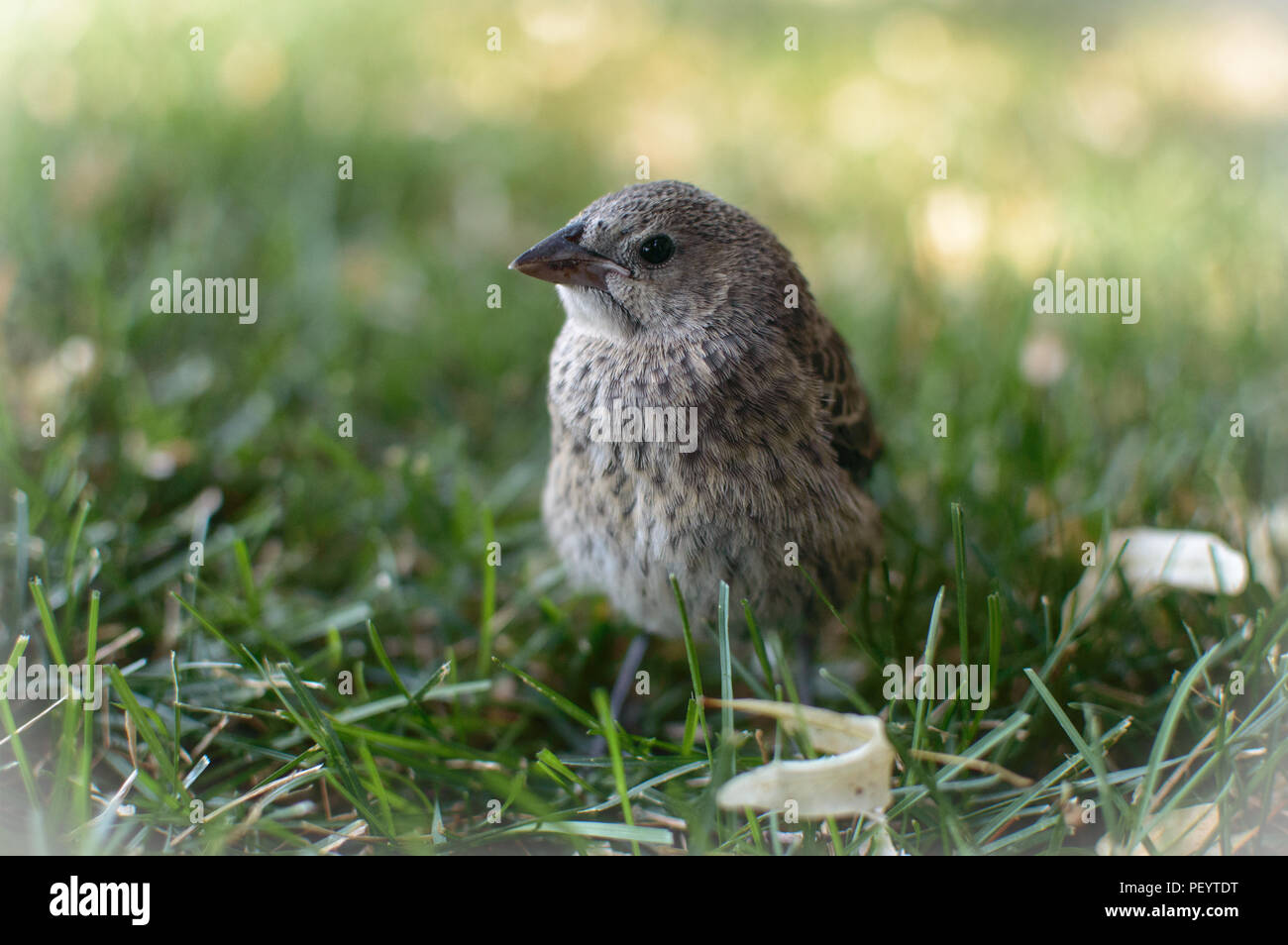 Baby animals birth hi-res stock photography and images - Alamy
