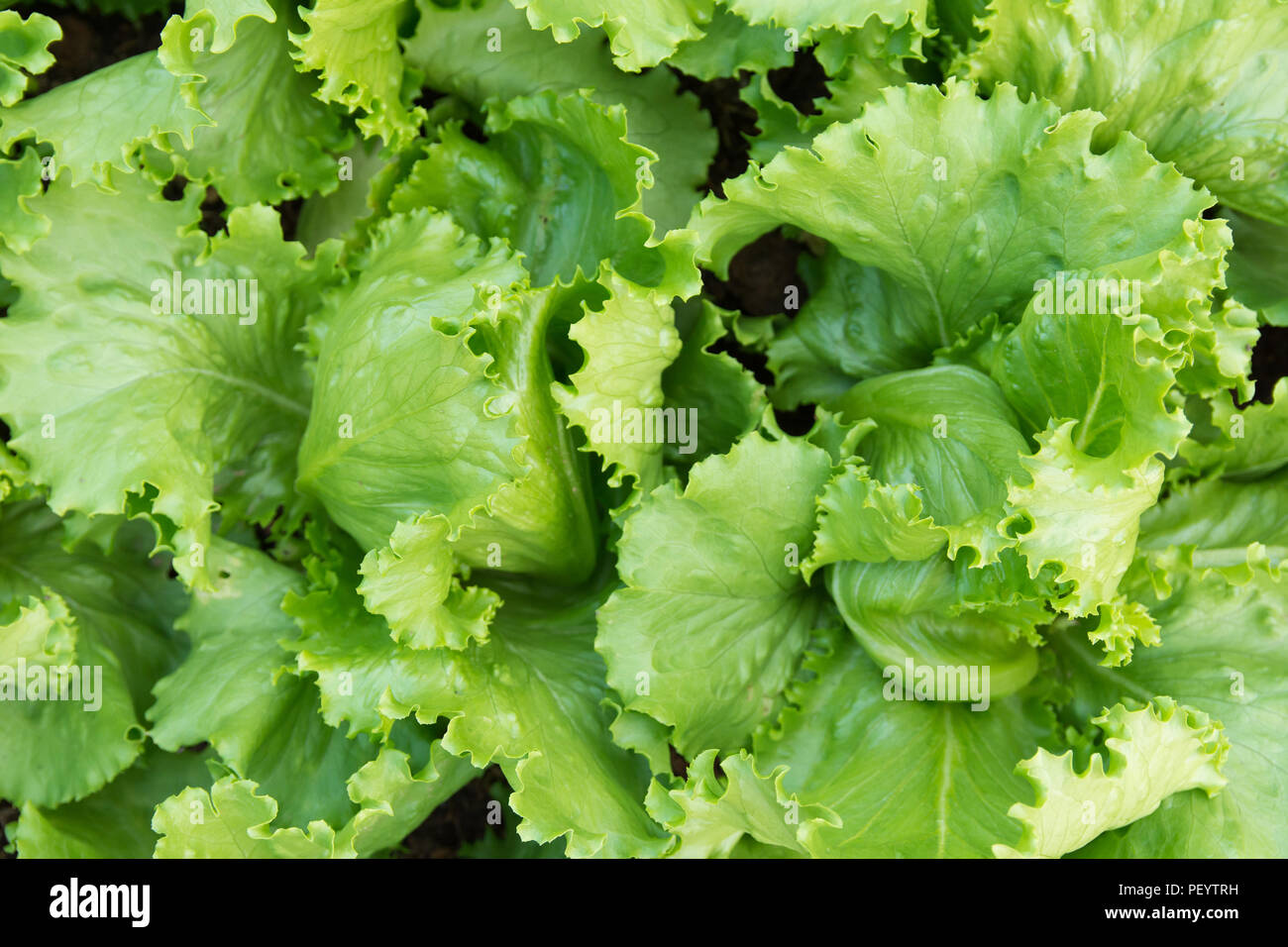 Green lettuce plants in growth at garden top view. Fresh lettuce leaves ...
