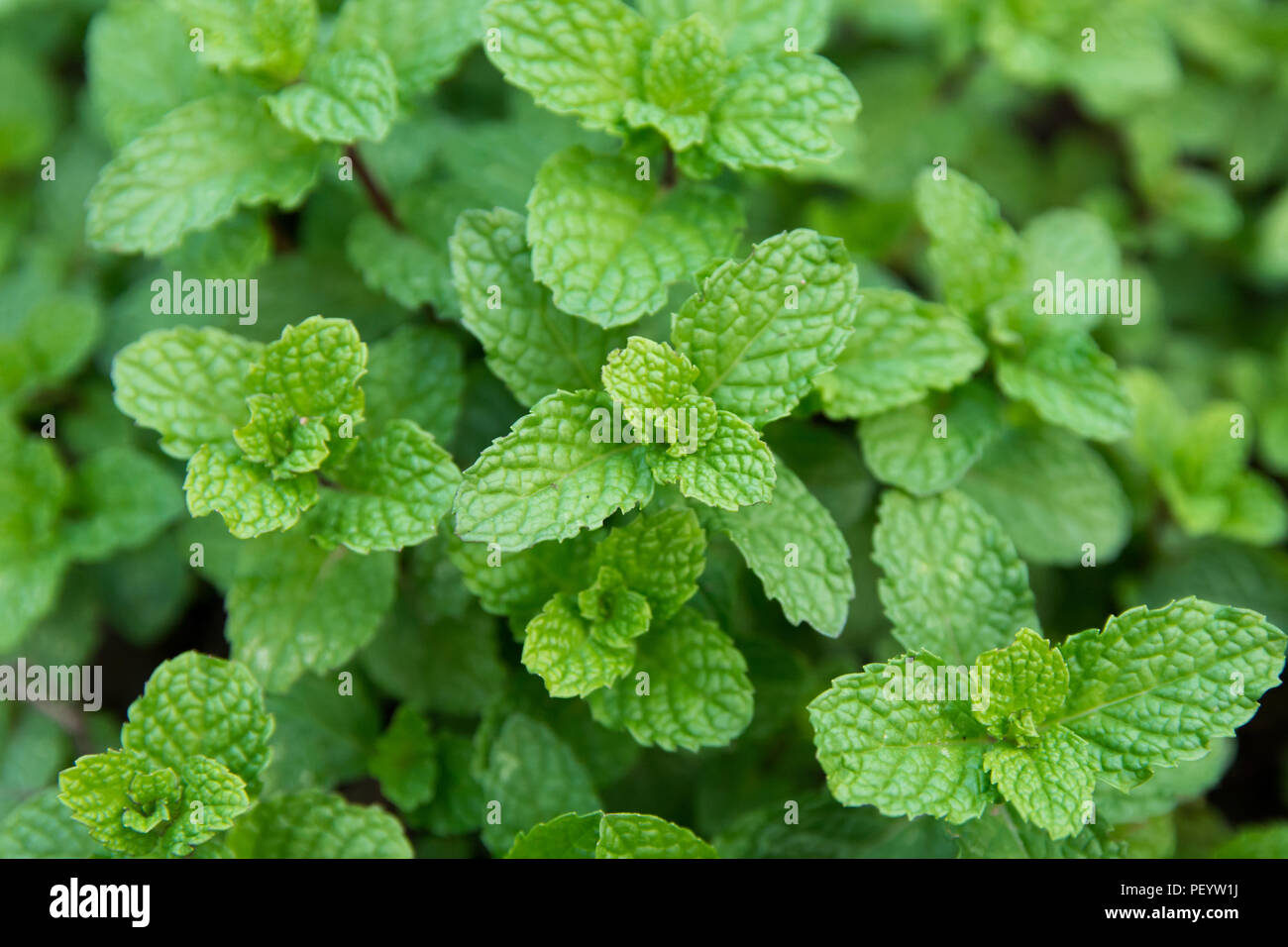 Peppermint leaves in garden hi-res stock photography and images - Alamy