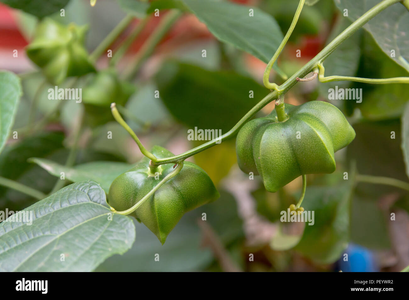 unripe green sacha inchi hanging from a sacha inchi tree Stock Photo ...