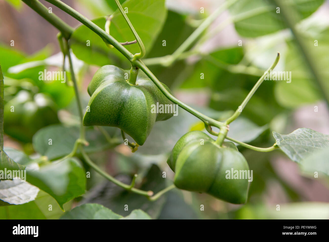 unripe green sacha inchi hanging from a sacha inchi tree Stock Photo ...