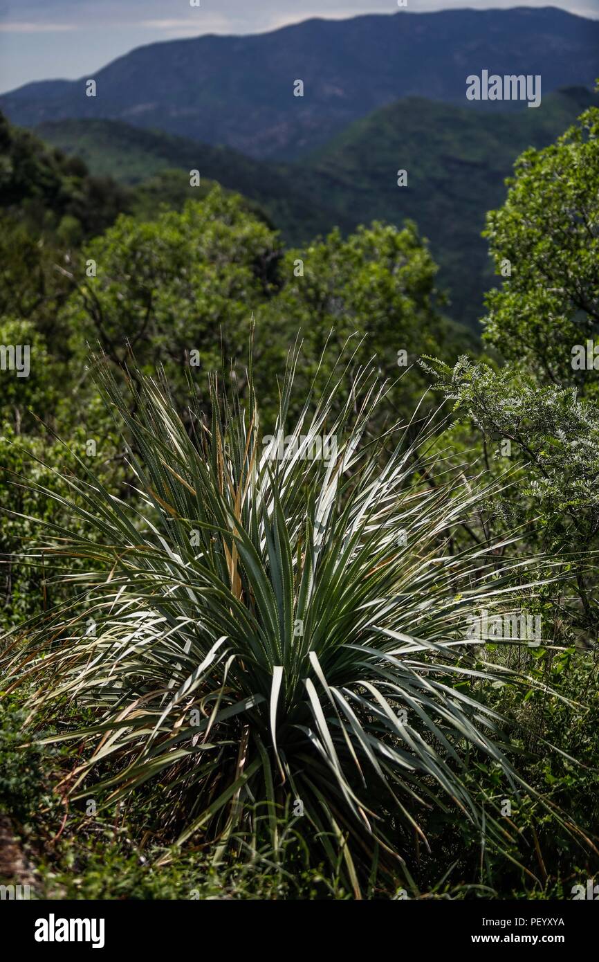 plant of maguey, agavue or Agavaceae. Panoramic view of the Sierra ...