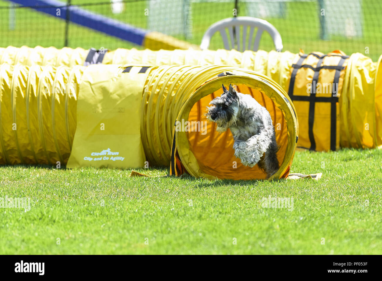 Dog Agility Ramp High Resolution Stock Photography and Images - Alamy