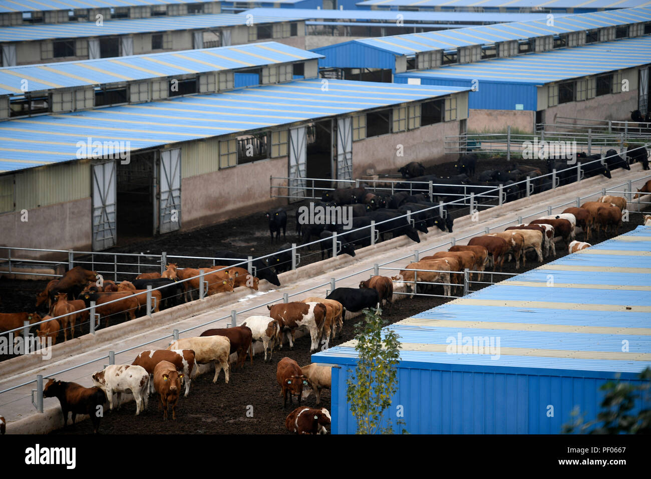 Ningxia, China. 18th August 2018. Photo taken on Aug. 17, 2018 shows ...