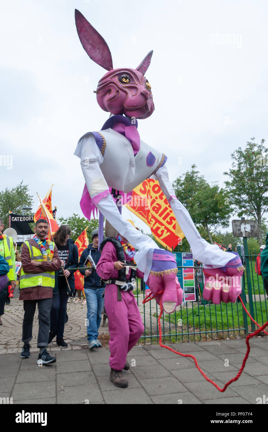 British giant rabbit hi-res stock photography and images - Alamy