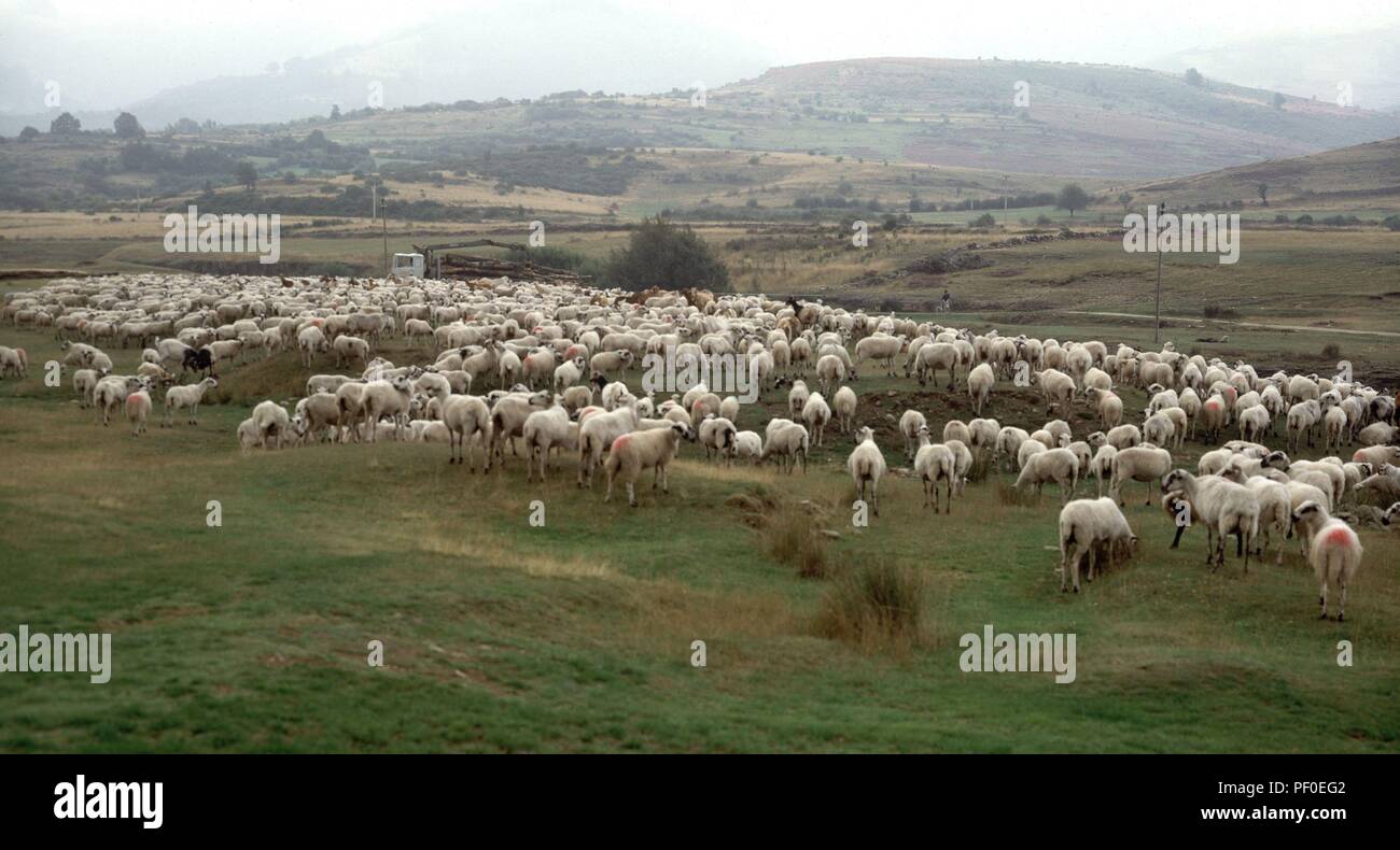 Puerto de ovejas hi-res stock photography and images - Alamy
