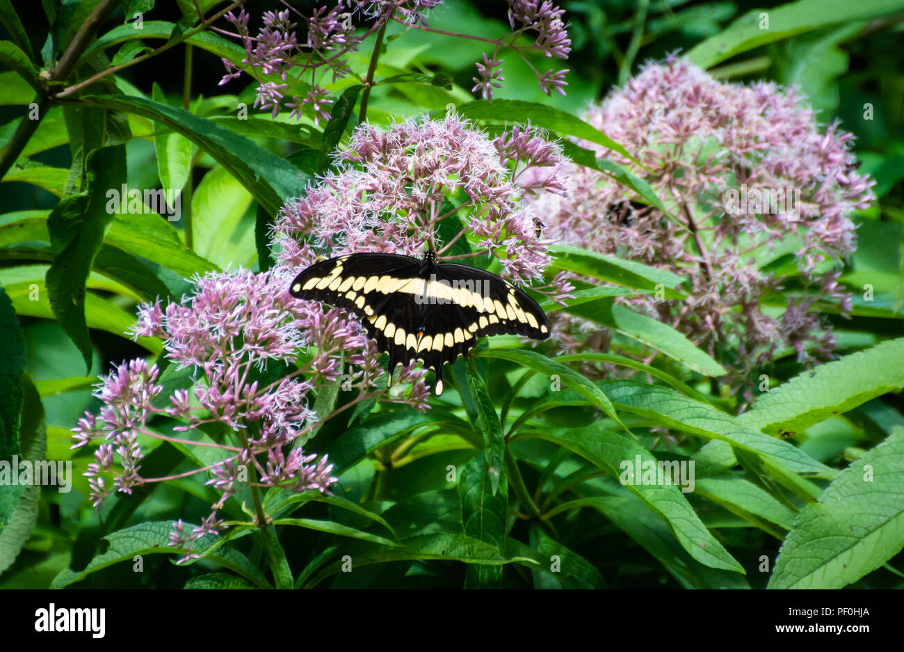 Giant Black Swallowtail in Rural Indiana Stock Photo - Alamy