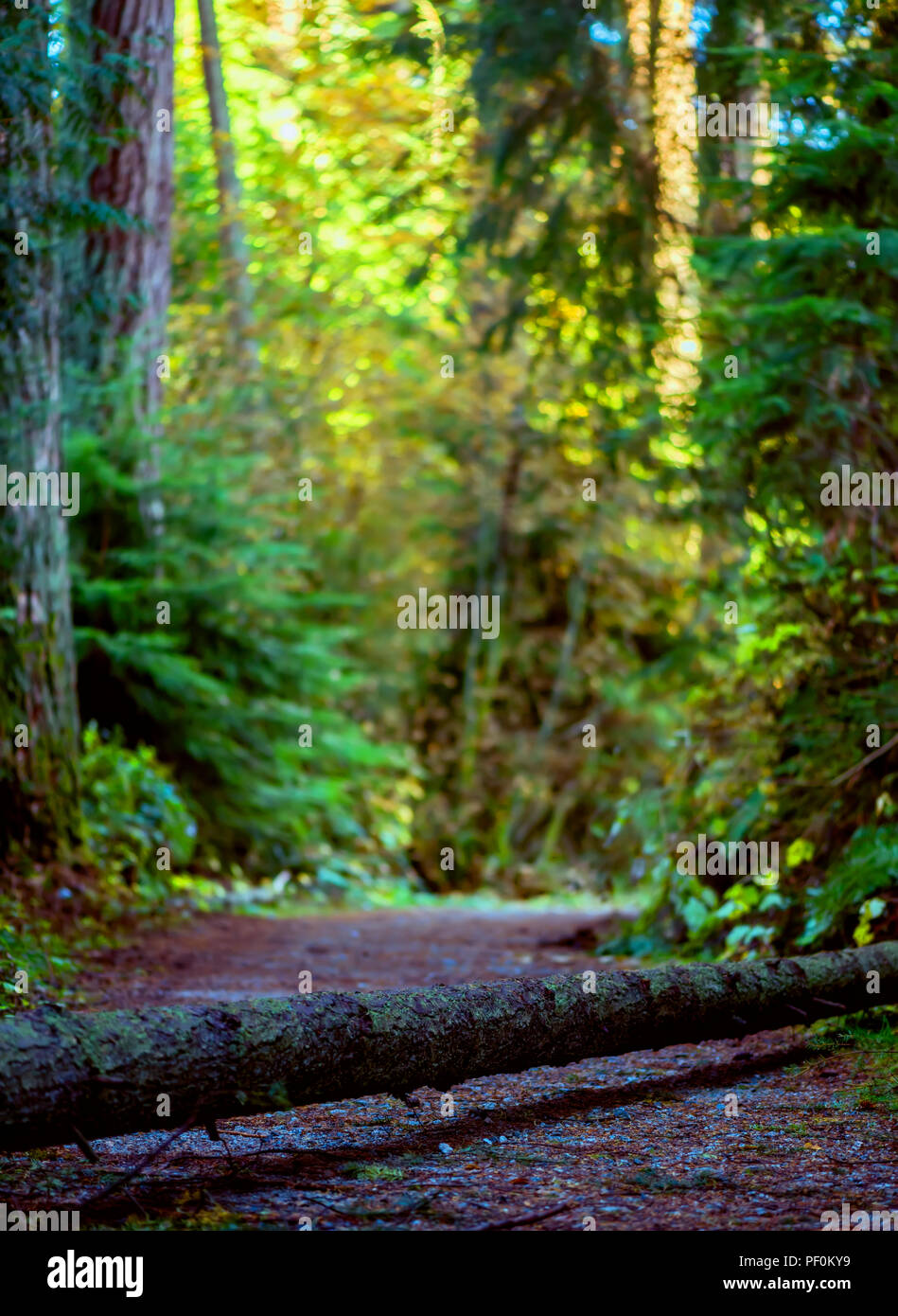 fallen tree lies on a country road in a dense forest blocking the ...
