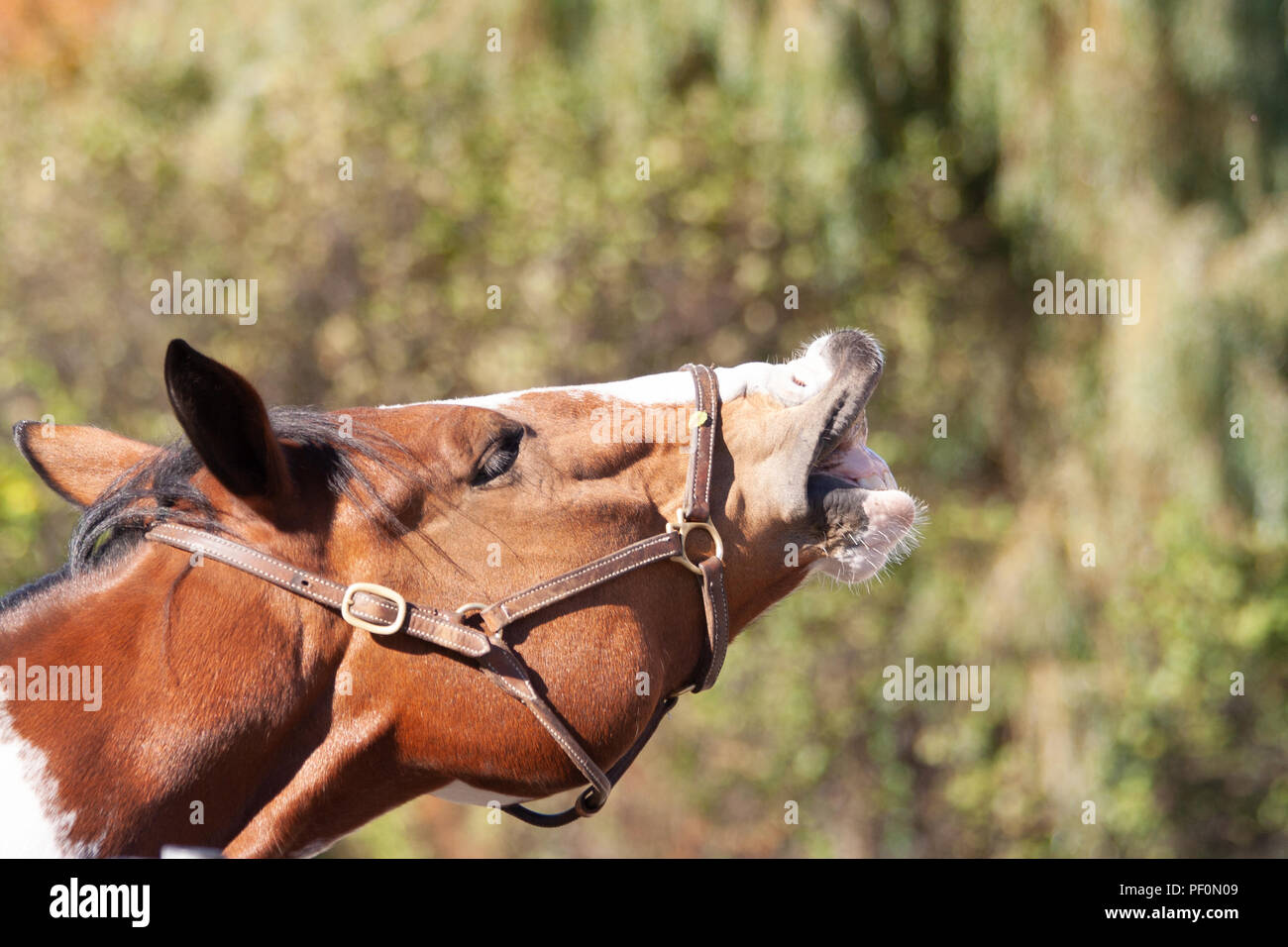 Horse Neigh High Resolution Stock Photography and Images - Alamy