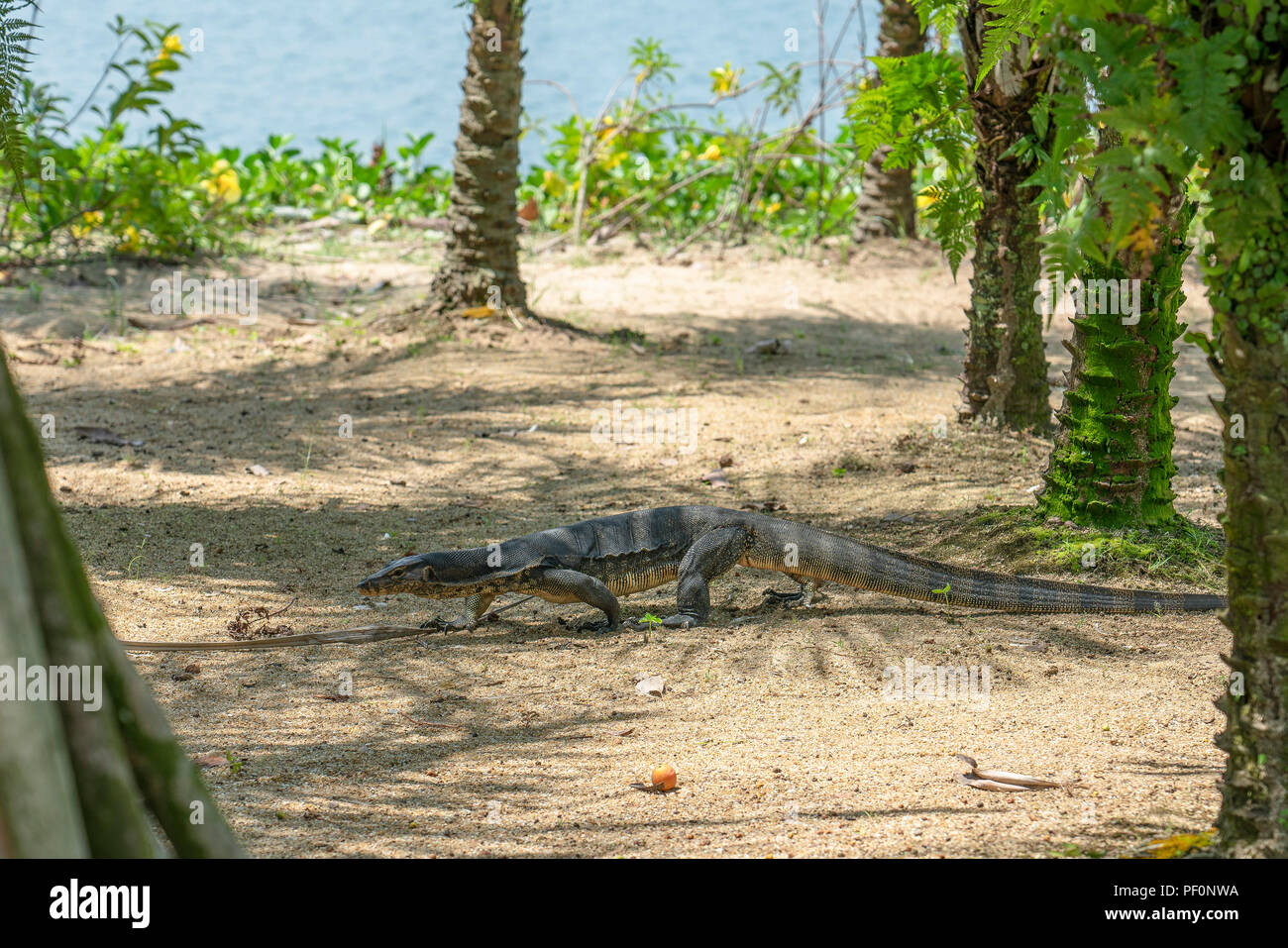 Species of monitor lizard hi-res stock photography and images - Alamy
