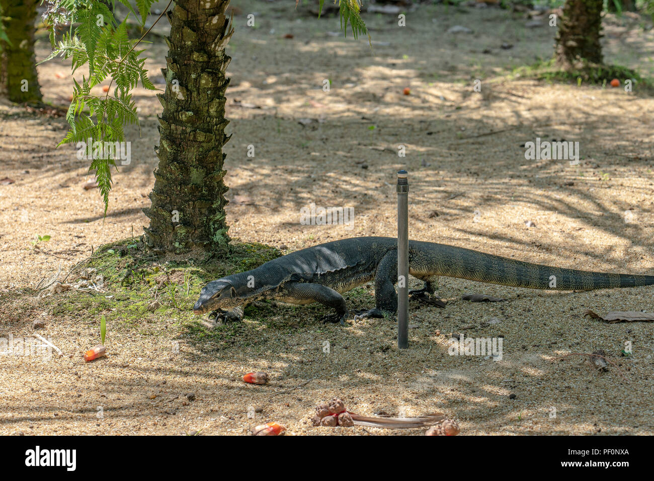 Species of monitor lizard hi-res stock photography and images - Alamy