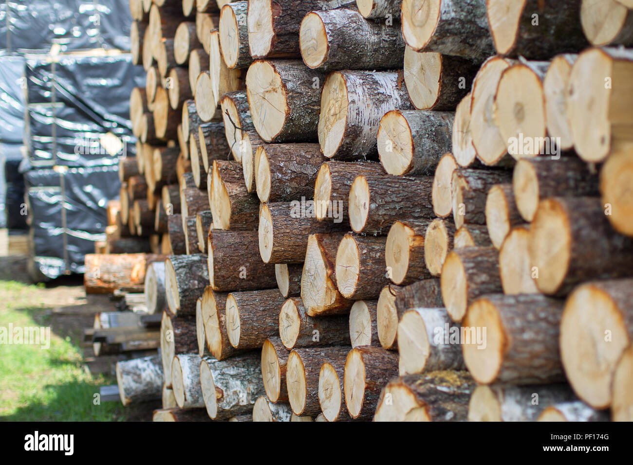 Huge pile pine logs hi-res stock photography and images - Alamy