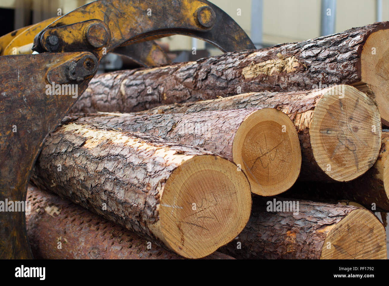 Huge pile pine logs hi-res stock photography and images - Alamy