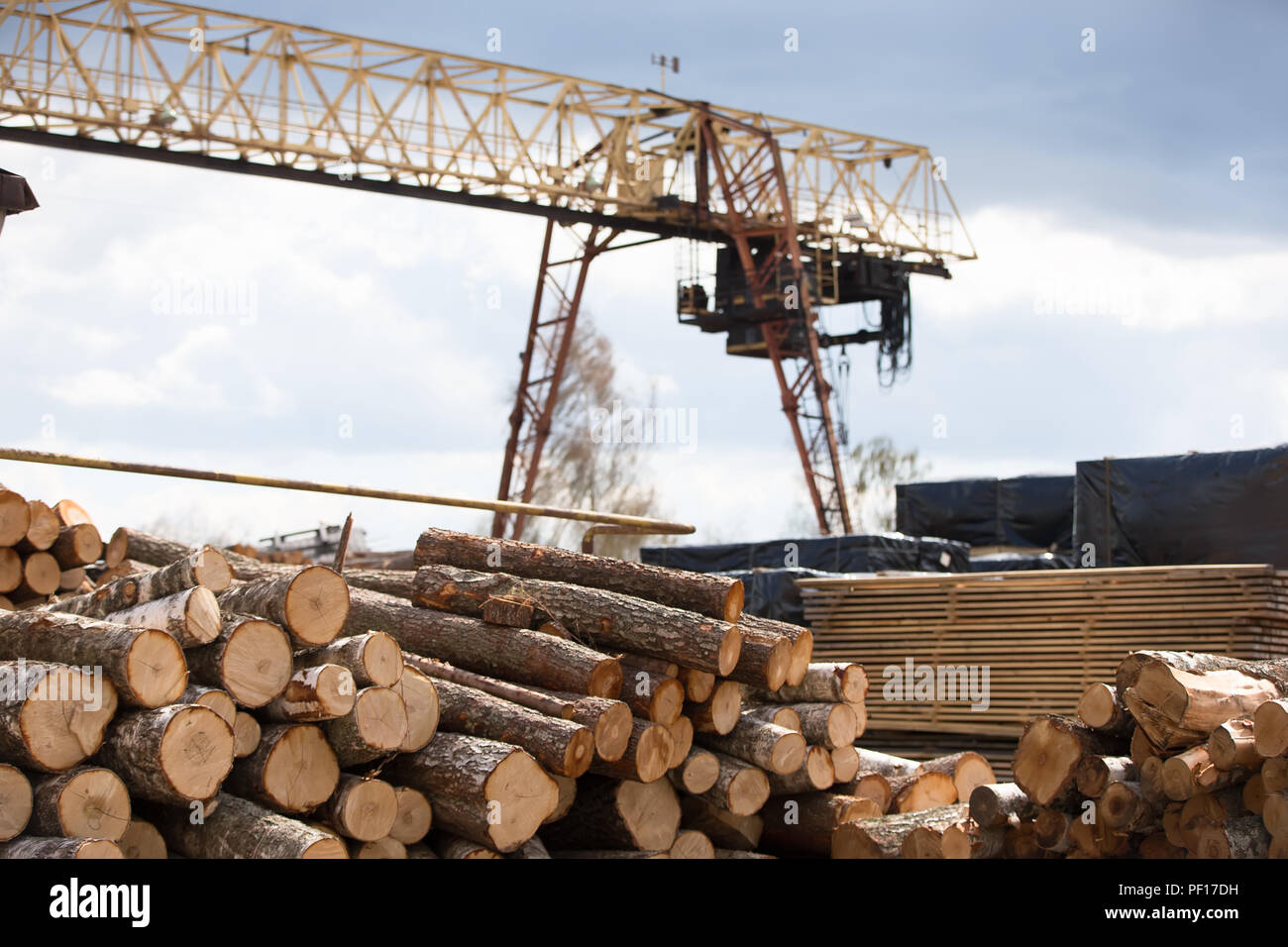 Logs in a wood processing plant.Woodworking industry Stock Photo - Alamy