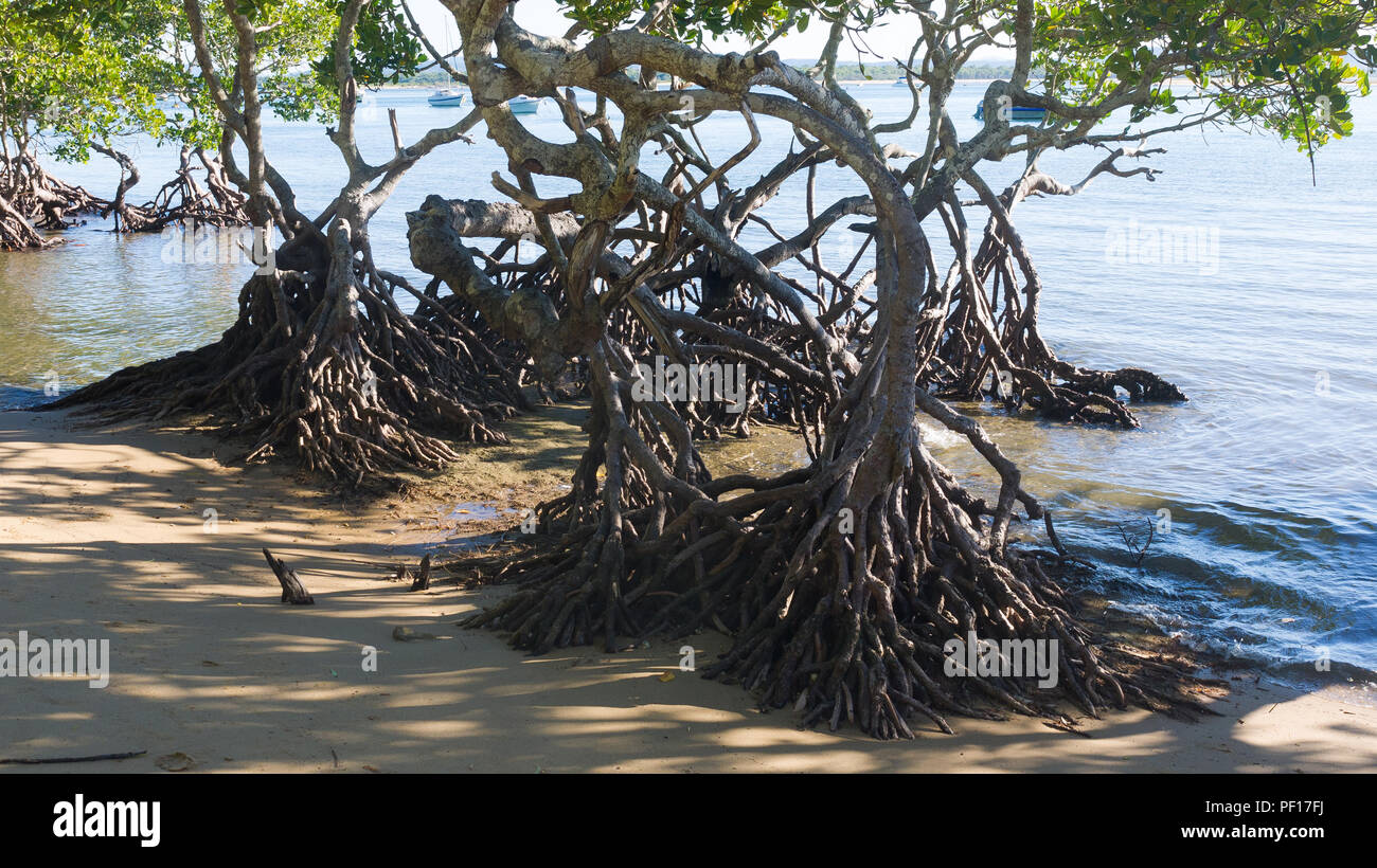 Mangrove trees firmly rooted in the sand in Seventeen Seventy in the ...