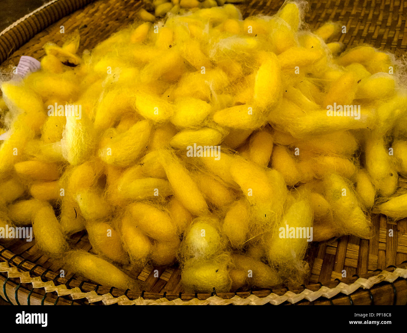 Golden Cacoon in a pile on a weaved basket Stock Photo - Alamy