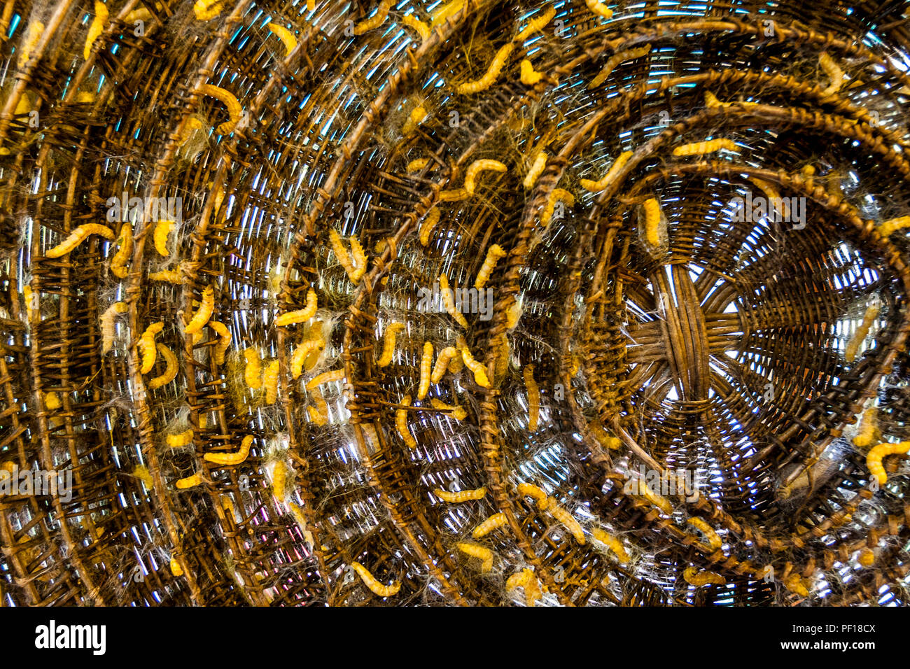 Worm nest hi-res stock photography and images - Alamy