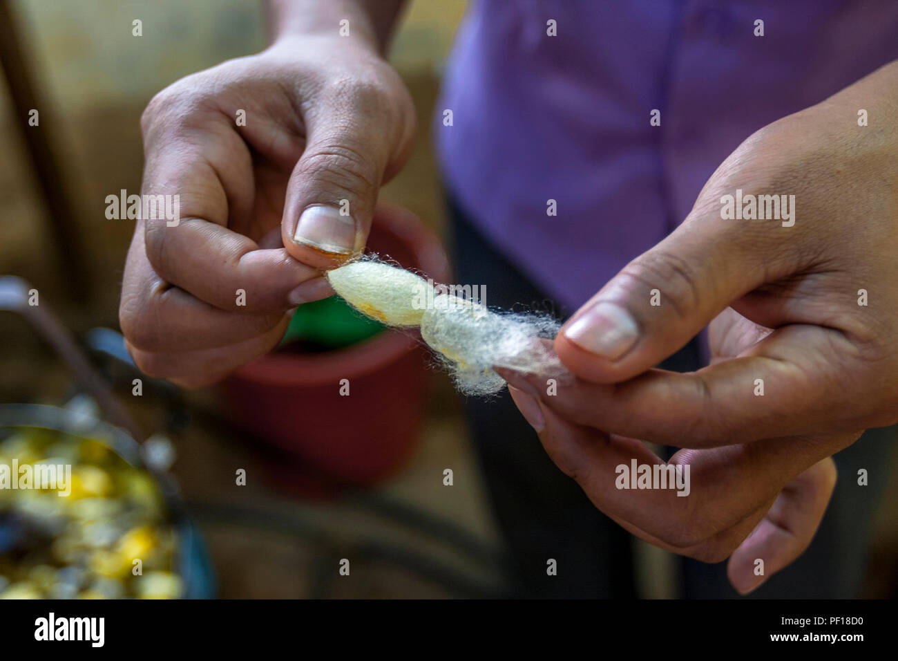 Man holds yellow slik cacoon at silk factory in Siem Reap, Cambodia ...