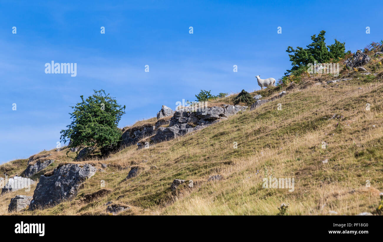 Sheep in Brecon Beacons National Park in Wales, UK Stock Photo - Alamy