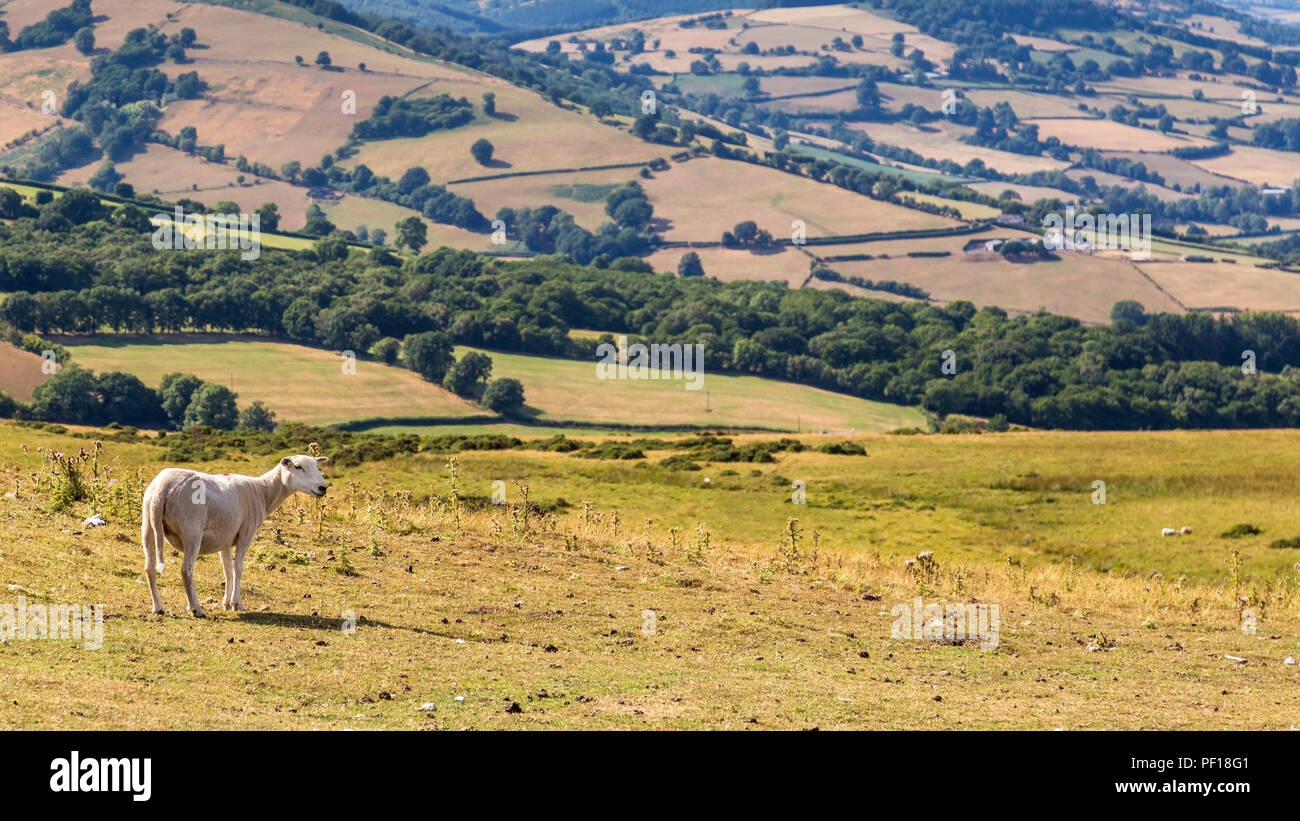 Sheep in Brecon Beacons National Park in Wales, UK Stock Photo - Alamy