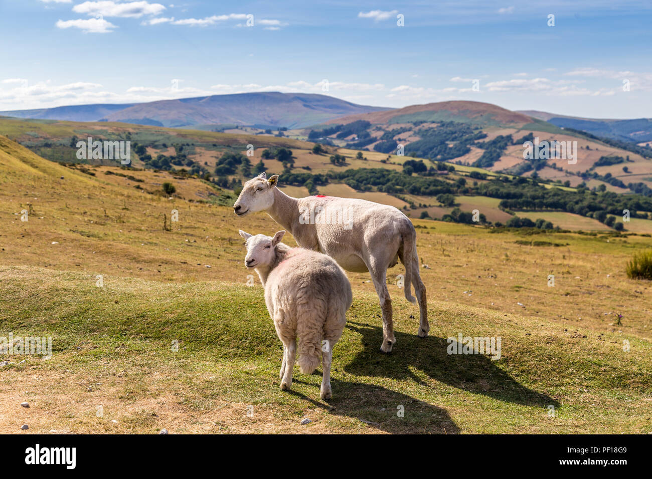 Sheep and lamb in Brecon Beacons National Park in Wales, UK Stock Photo ...