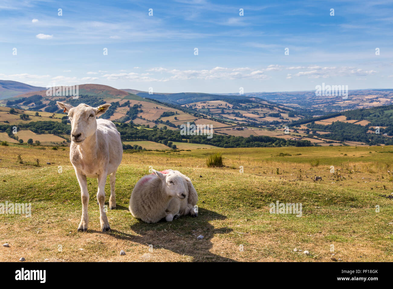 Sheep and lamb in Brecon Beacons National Park in Wales, UK Stock Photo ...
