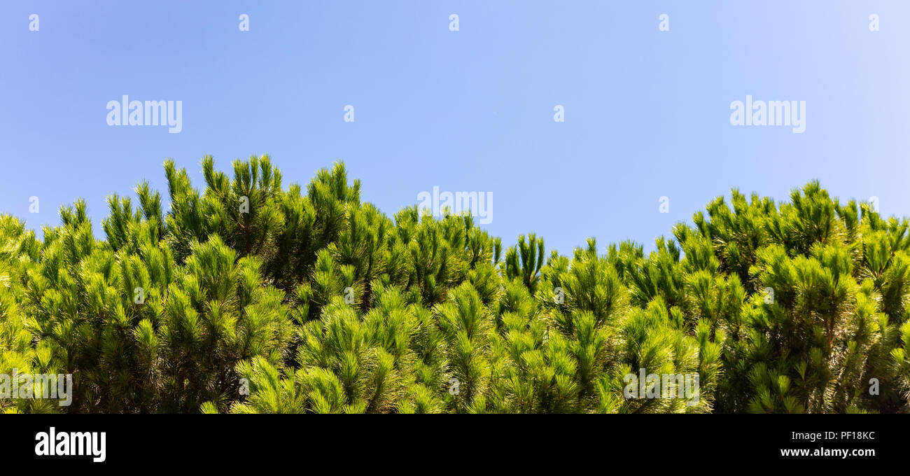 Green pine trees blue hi-res stock photography and images - Alamy