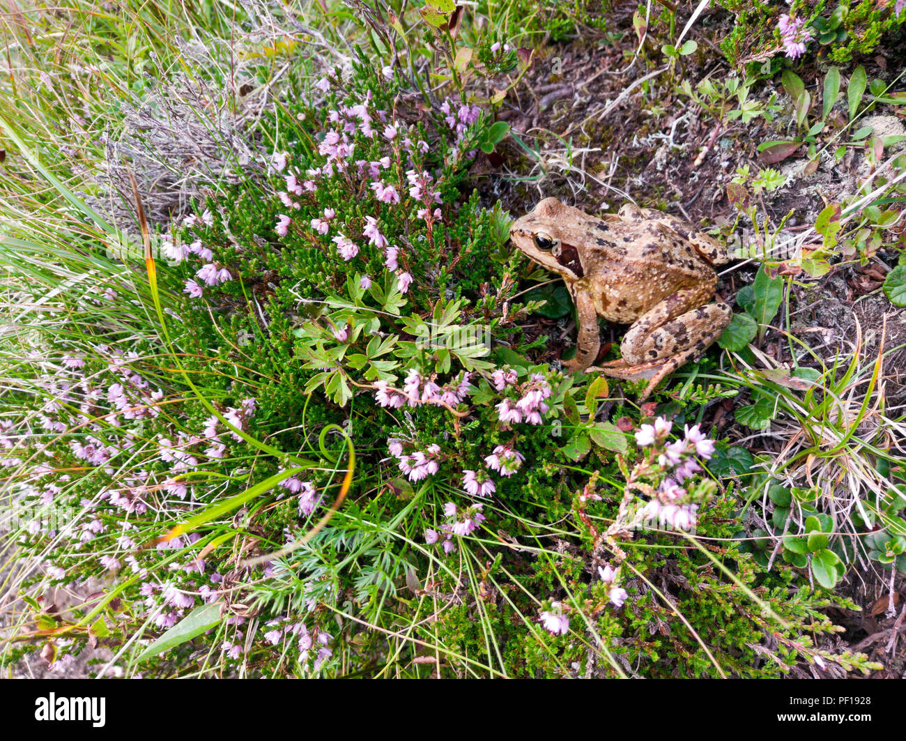 Common frog (Rana temporaria) in its habitat with flowering common ...
