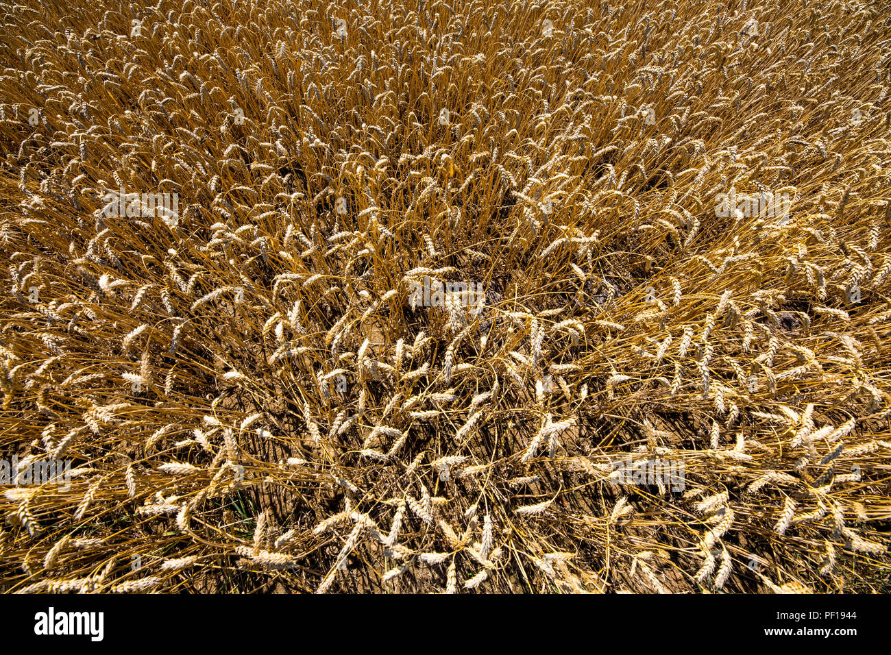 Wheat field, dried up and only grown low, through the summer drought ...