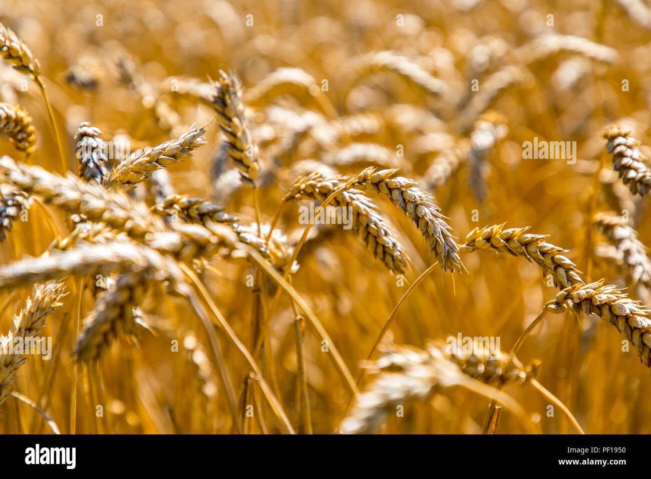 Wheat field, dried up and only grown low, through the summer drought ...