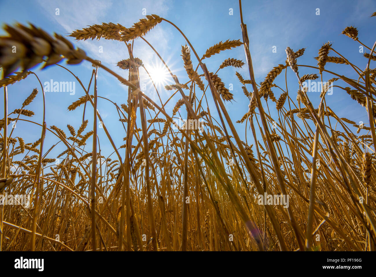 Wheat field, dried up and only grown low, through the summer drought ...
