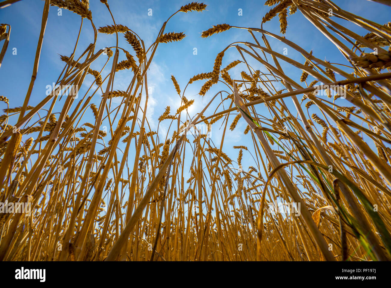 Wheat field, dried up and only grown low, through the summer drought ...