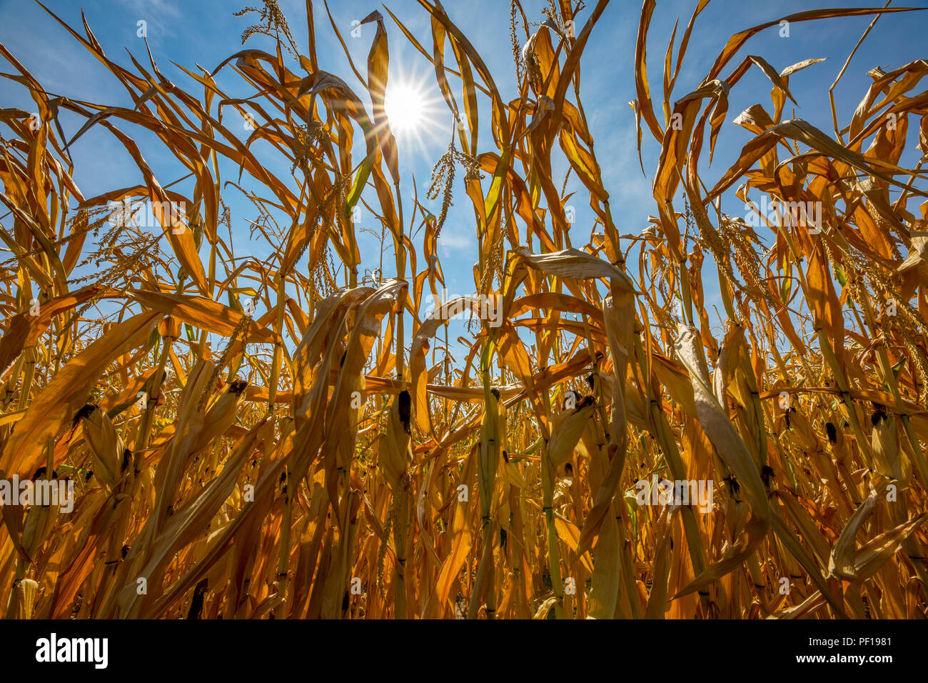 Corn field dried up and only grown low, small corn cobs, through the ...