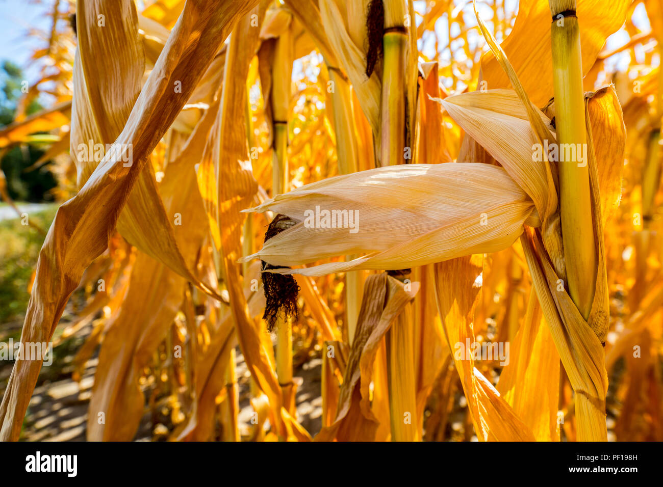 Corn field dried up and only grown low, small corn cobs, through the ...