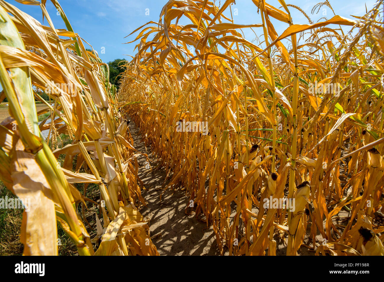 Corn field dried up and only grown low, small corn cobs, through the ...