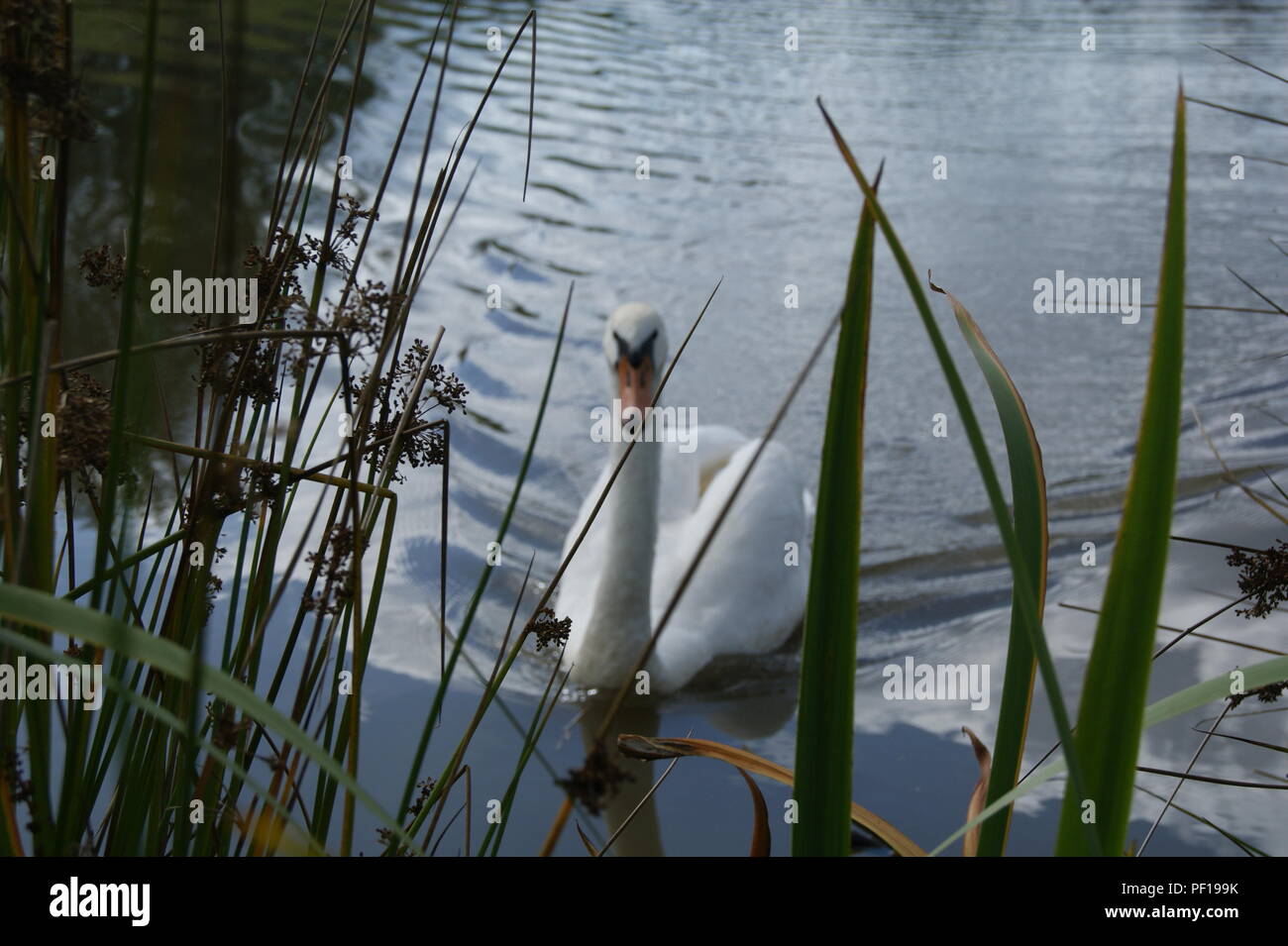 Uk fishing lake hi-res stock photography and images - Alamy
