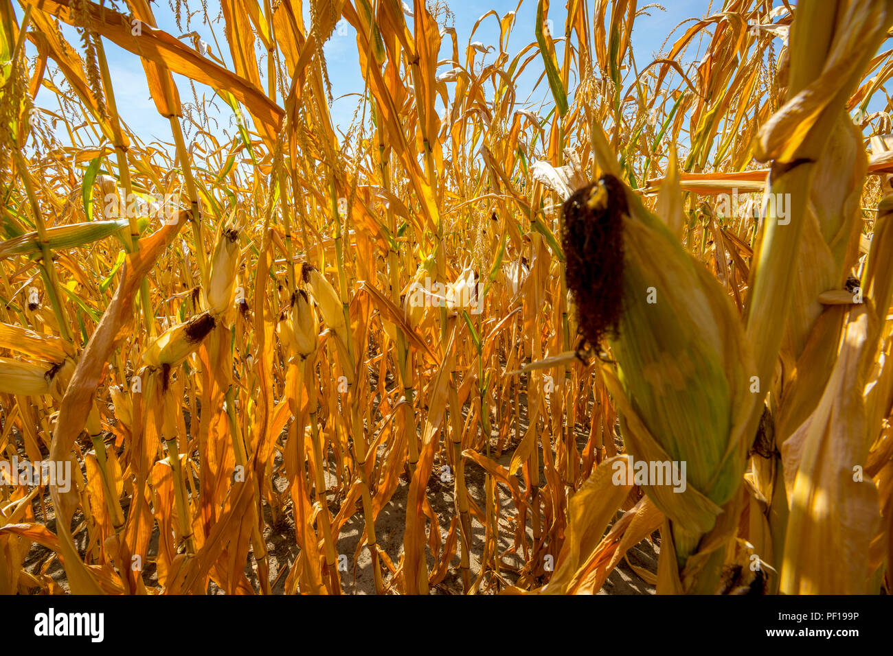 Corn field dried up and only grown low, small corn cobs, through the ...