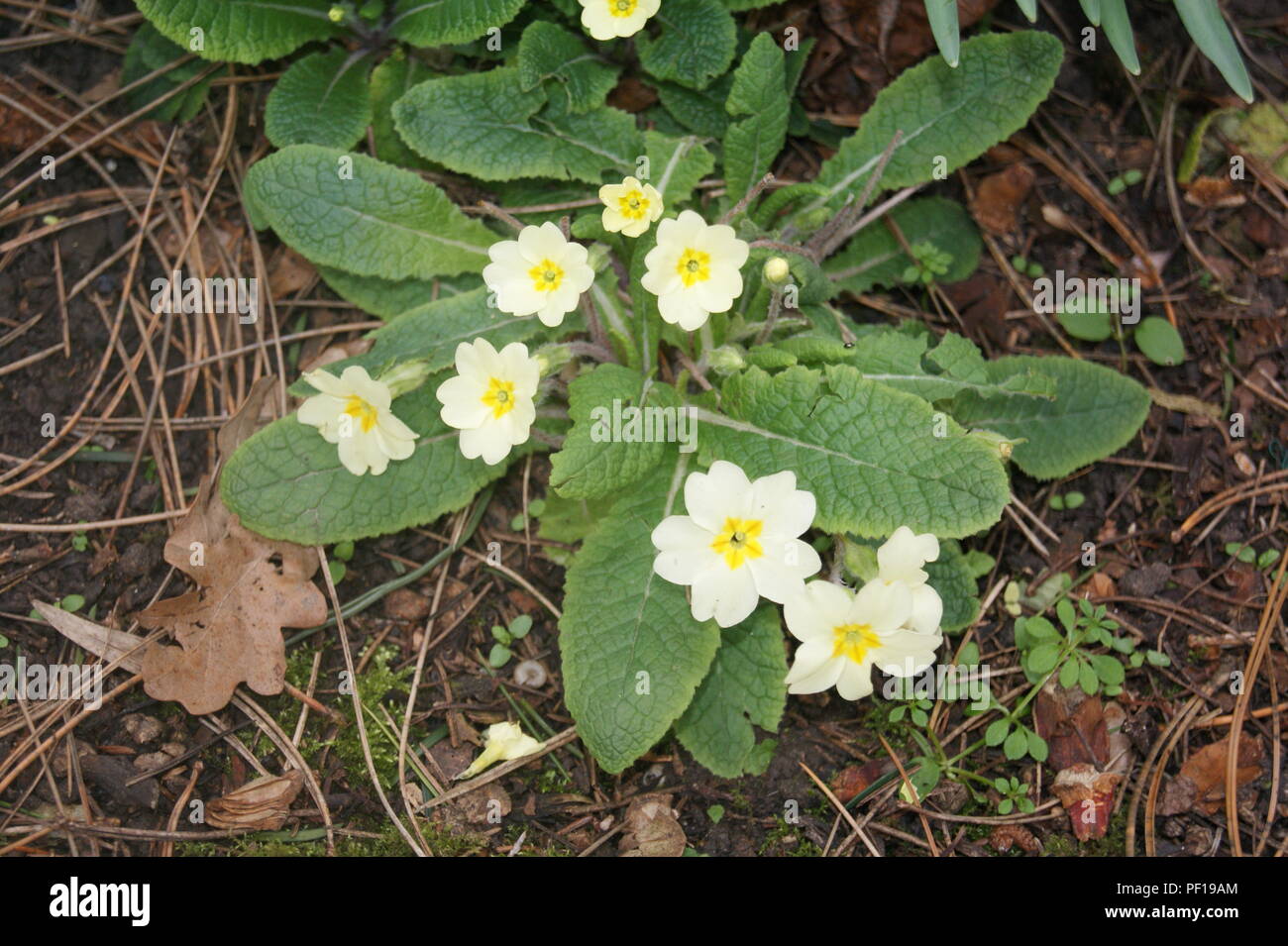 Pale primrose flower hi-res stock photography and images - Alamy