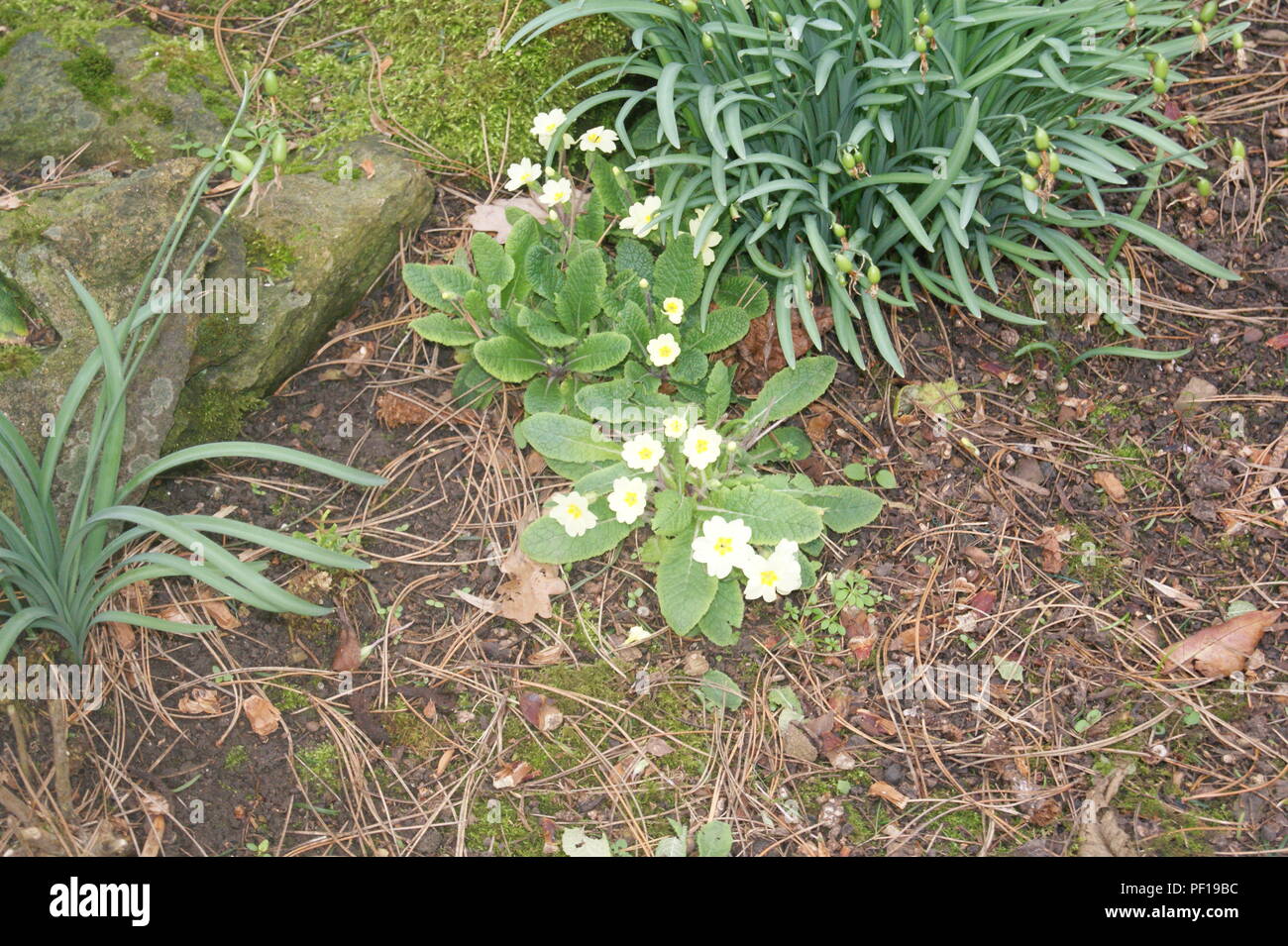 Pale primrose flower hi-res stock photography and images - Alamy