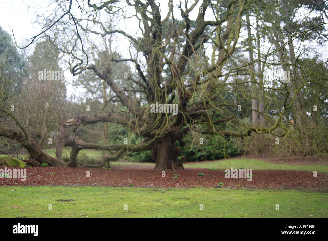 Peaceful trees hi-res stock photography and images - Alamy
